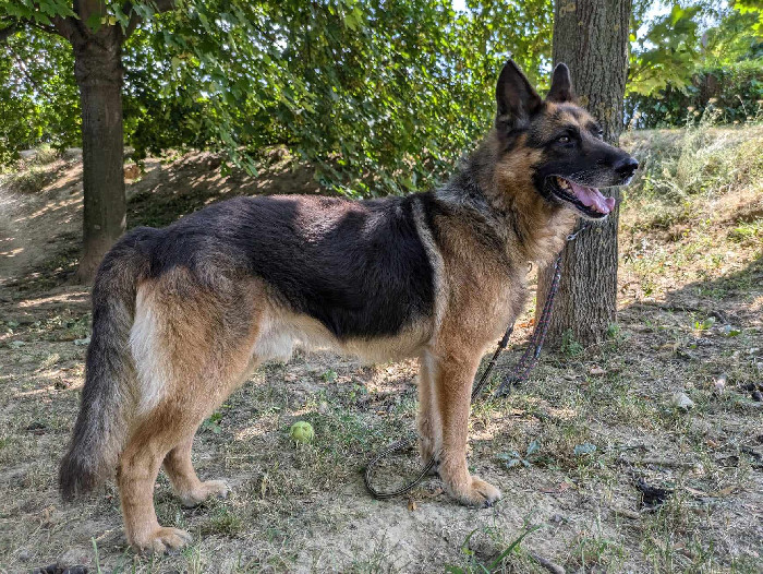 Simír :: utulekbreclavbulhary01